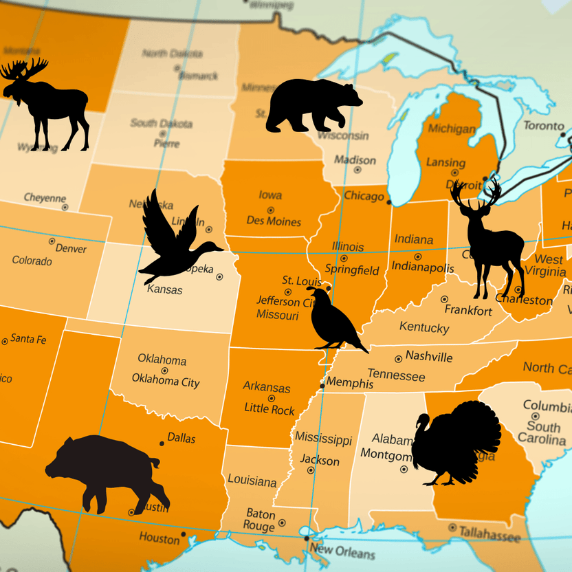 Most Popular Animals to Hunt in the US by Region – Wilding Life